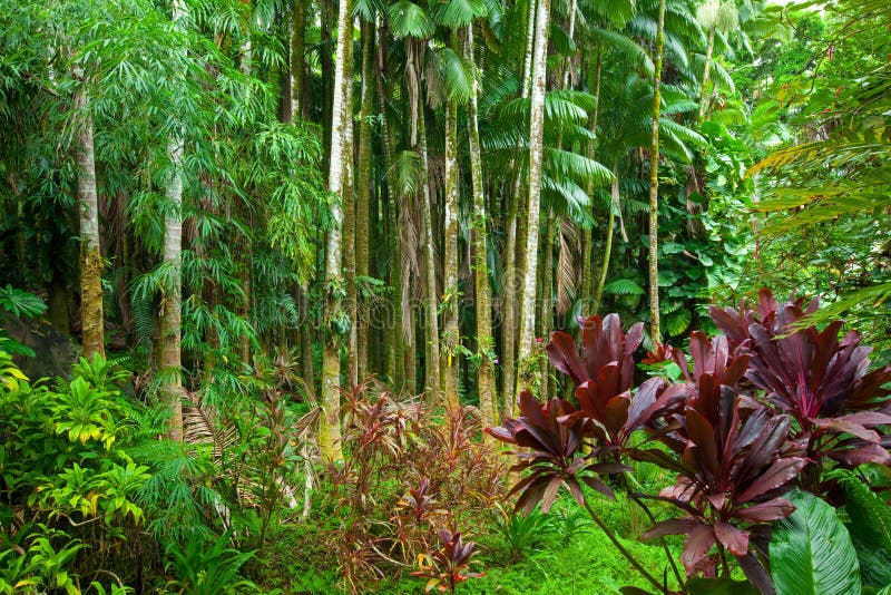 Foresta Pluviale Tropicale Fertile Immagine Stock - Immagine di ...
