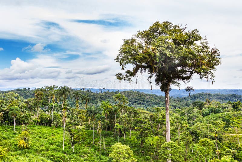 Paesaggio Tropicale Della Foresta Pluviale, Ecuador Fotografia Stock ...