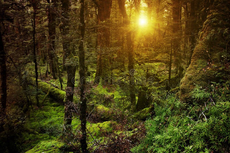 Foresta scura al tramonto immagine stock. Immagine di mistero - 89621547