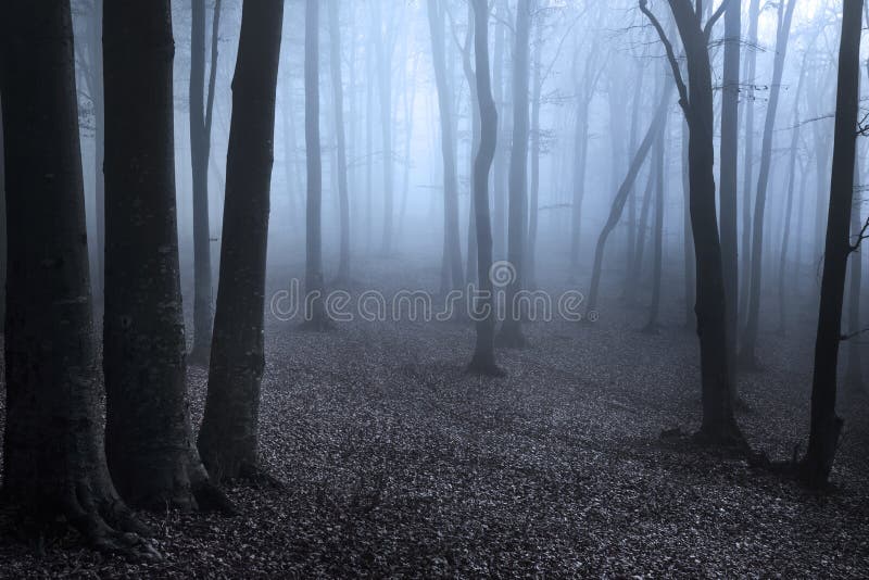 Foresta Scura Con Gli Alberi Della Siluetta E La Nebbia Blu Fotografia ...