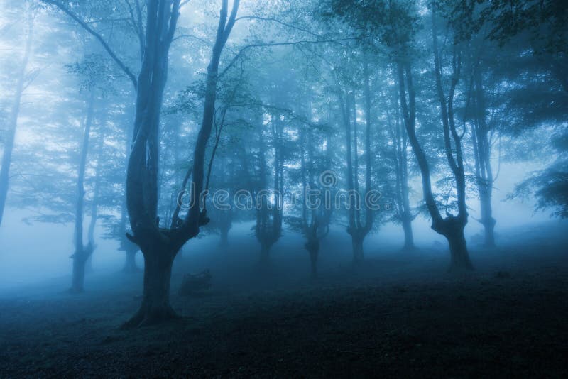 Foresta Scura Con Nebbia Densa Fotografia Stock - Immagine di nerezza ...
