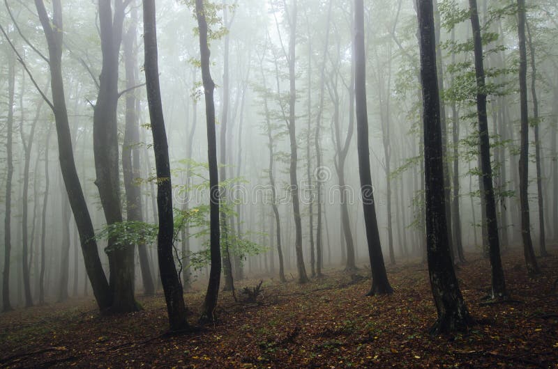 Strada Nell'ambito Del Ramo in Una Foresta Scura Con Nebbia Immagine ...