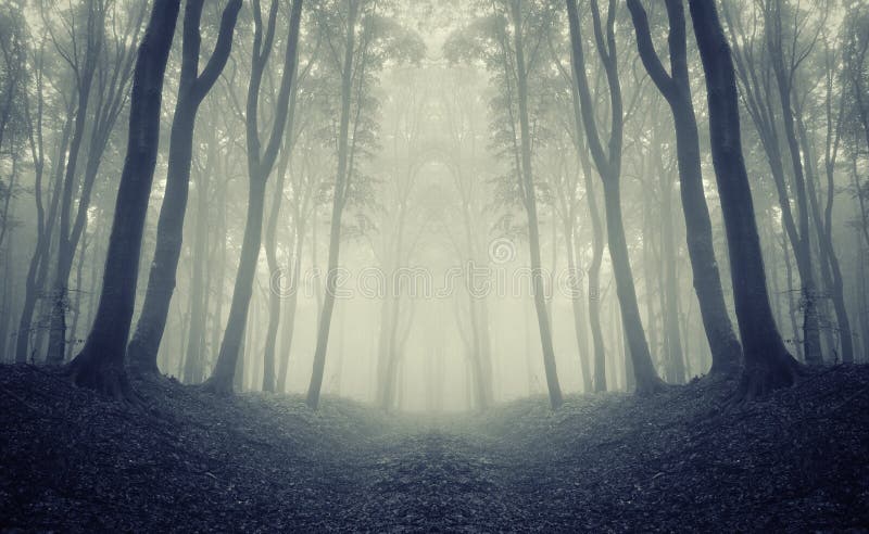Foresta Scura Simmetrica Con Nebbia Fotografia Stock - Immagine di ...