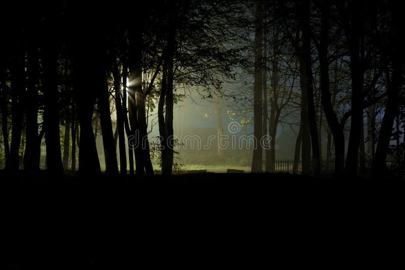 Foresta Scura E Spaventosa Alla Notte Fotografia Stock - Immagine di ...