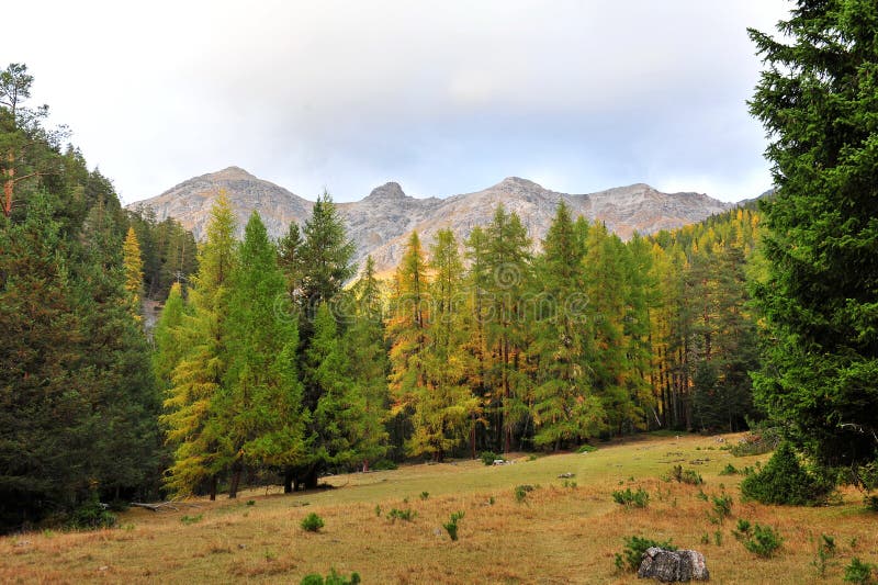 Foresta Temperata Del Parco Nazionale Svizzero Fotografia Stock ...