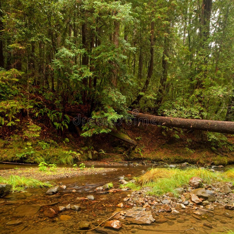 Lussuosa Foresta Temperata Del Pacifico Immagine Stock - Immagine di ...