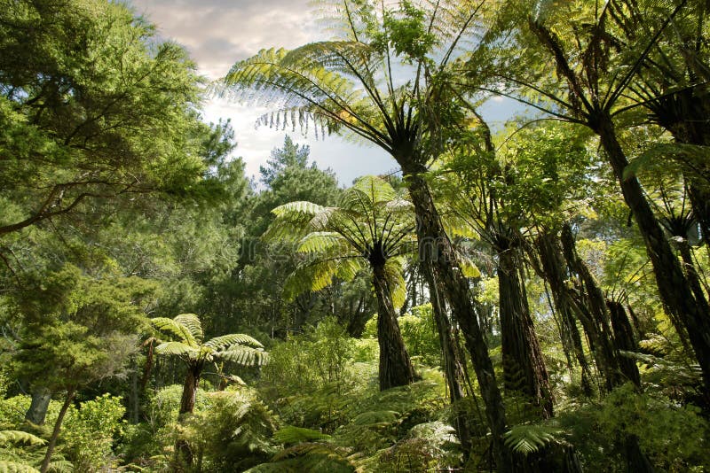 Foresta Tropicale Vicino a Hahei Fotografia Stock - Immagine di ...