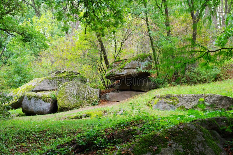 Foresta verde fotografia stock. Immagine di mattina, naughty - 11119396