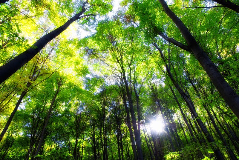 Foresta verde immagine stock. Immagine di molla, verde - 28471839