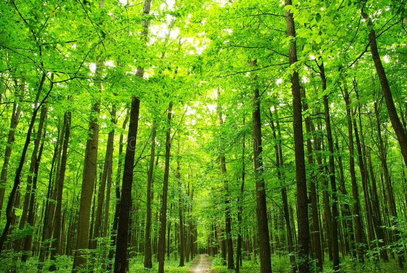 Foresta verde fotografia stock. Immagine di alba, foresta - 9293850