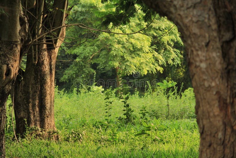 Foresta verde fotografia stock. Immagine di profondo - 94059706