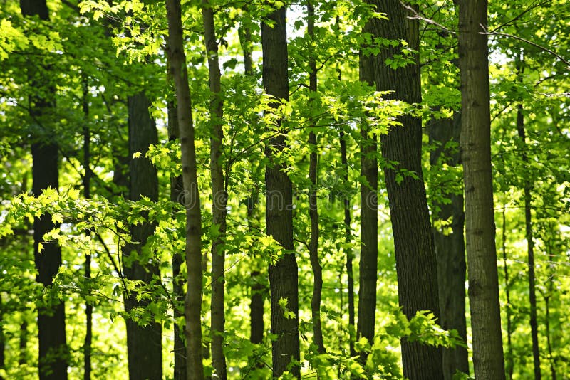 Foresta Verde Della Sorgente Fotografia Stock - Immagine di canada ...