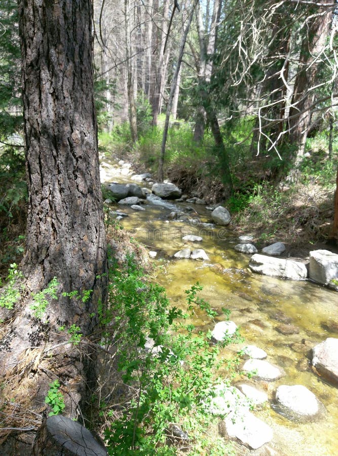 Forest Creek stock image. Image of trail, arroyo, plant - 107254505
