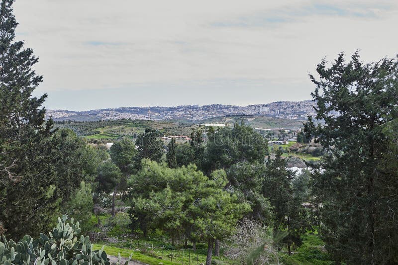 A Forested Hillside with Tall Pine Trees Overlooking a Valley, Offering ...