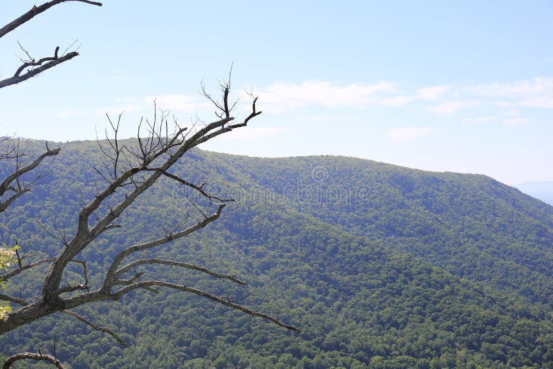 SCENIC OLD SCRAGGLY OAK TREE in FRONT of LAKE Stock Image - Image of ...