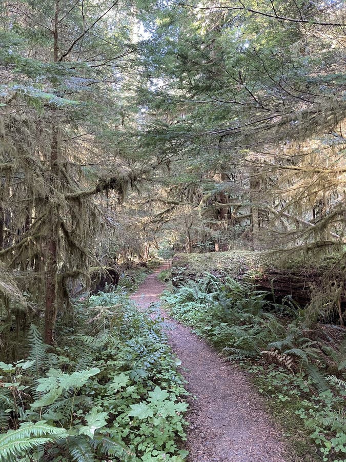 Forested Pathway in Old Growth Pines Stock Image - Image of forest ...