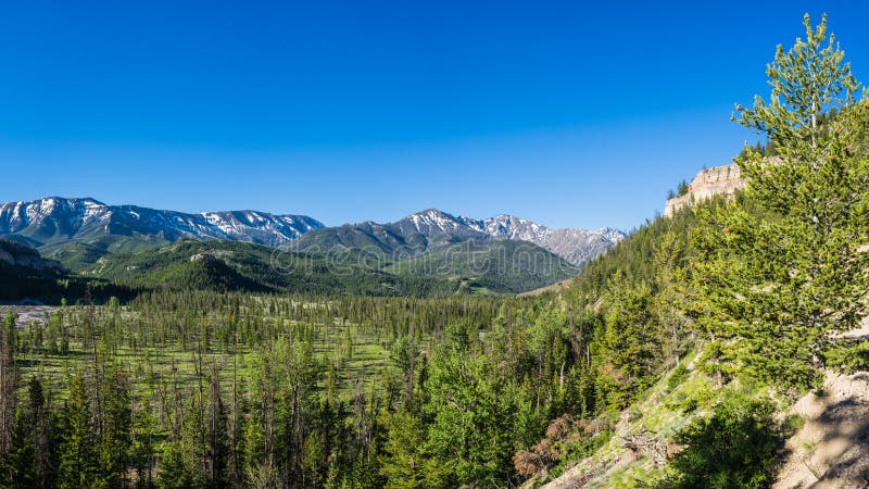 Forested Valley of Pine Trees Stock Photo - Image of west, idaho: 95742308