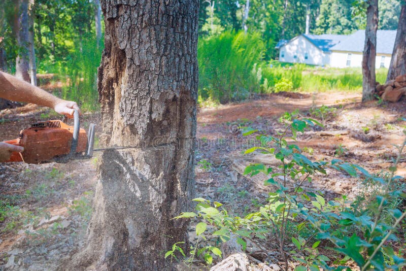 Forester Cuts an Old, Damaged Large Tree with a Chainsaw for Sanitary ...