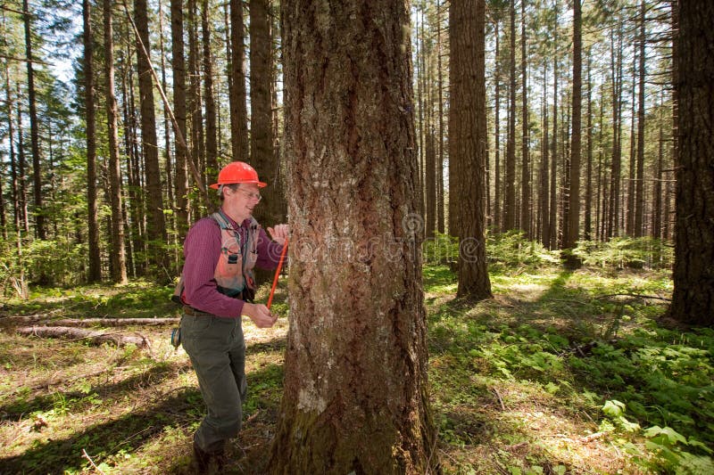 Forester Em Um Noroeste Pacífico Imagem de Stock - Imagem de ...