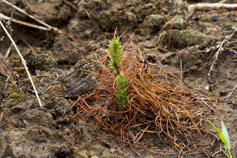 The Forester Grows a Tree. Farmers are Planting Trees. Stock Image ...