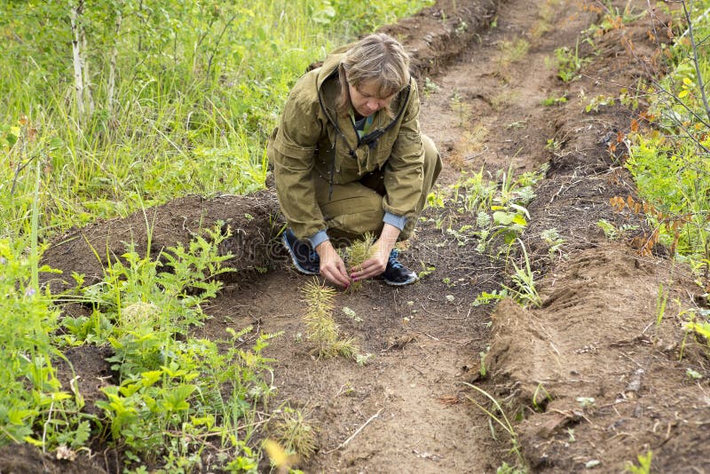 The Forester Grows a Tree. Farmers are Planting Trees. Stock Image ...