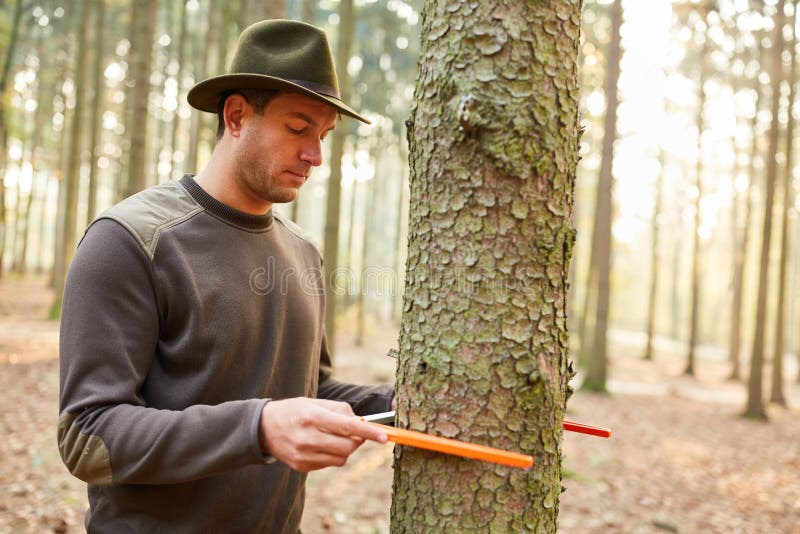 The Forester Measures The Trees In The Forest Stock Photo - Image of ...