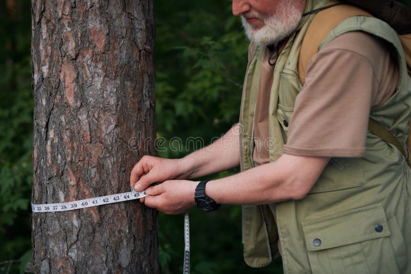 Forester Measuring Width of Tree Trunk Stock Photo - Image of ...