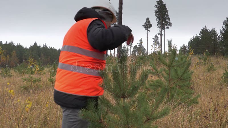 Forester Walking and Checking New Growth Pine Stock Footage - Video of ...