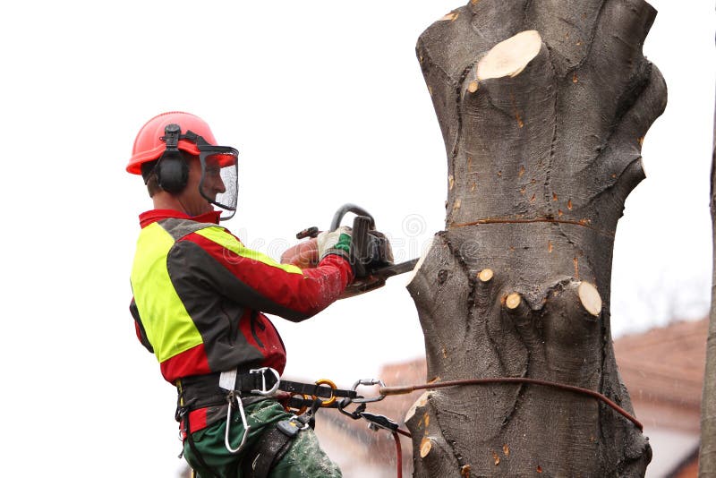 Forester at work stock photo. Image of nature, working - 39629682