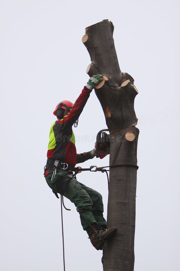 Forester at work stock photo. Image of work, energy, tree - 39629478
