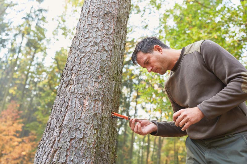 Foresters in the Age Determination of a Tree Stock Photo - Image of ...