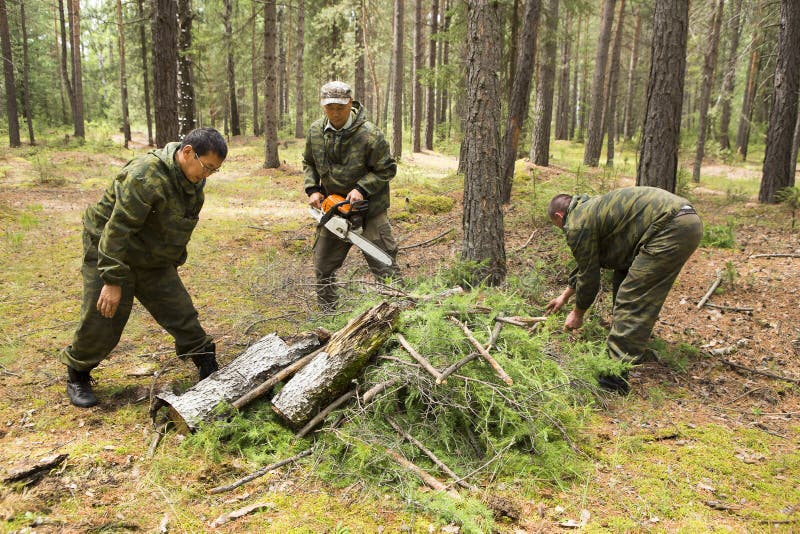 Cleaning the forest stock image. Image of felling, fallen - 102160739