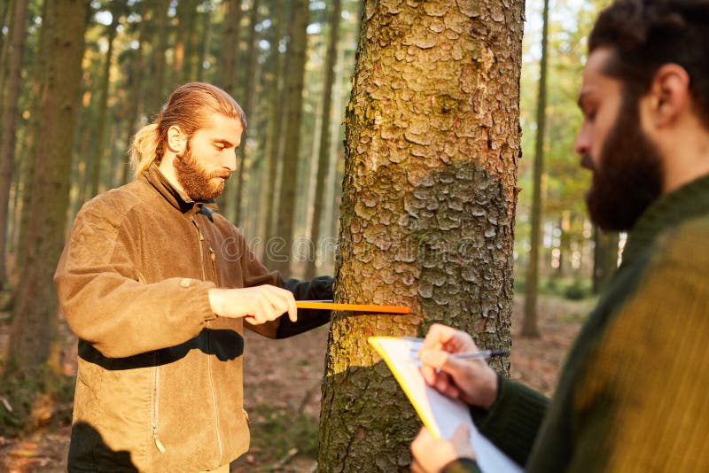 Foresters when Measuring Trunk Diameter Stock Image - Image of forestry ...