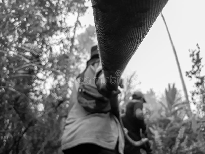 Forestfire at Central Borneo Editorial Stock Photo - Image of face ...