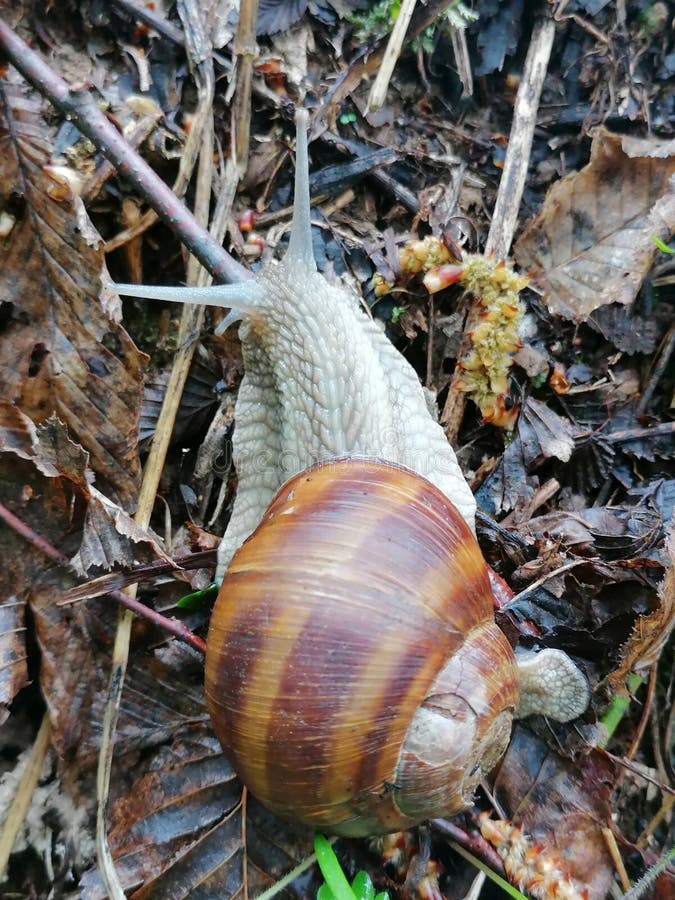 Forestlife Snail Wood Rain Forest Stock Photo - Image of forest ...