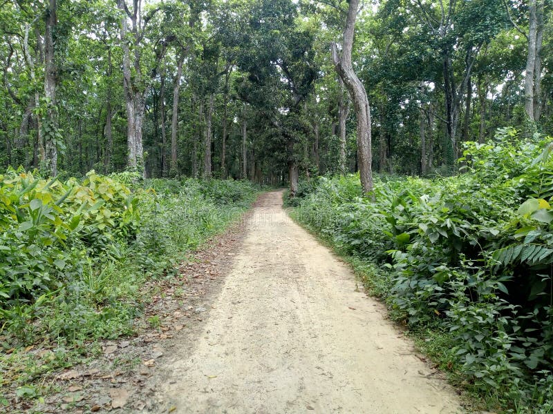 Forestrange stock image. Image of gorgeous, flowers - 152532281