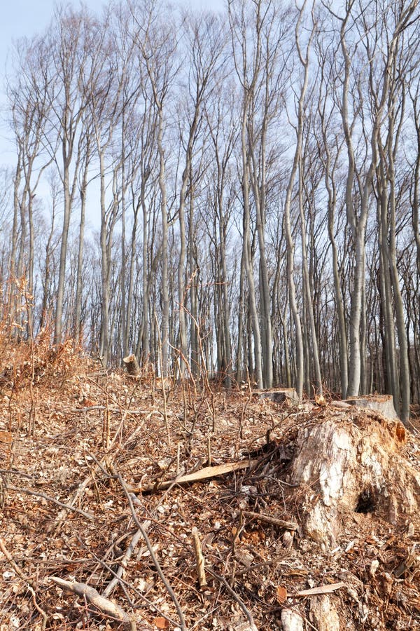 Forestry stock image. Image of industry, lumber, forest - 23667691
