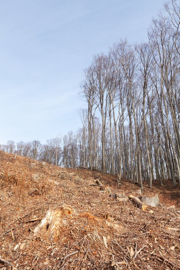 Forestry stock photo. Image of nature, environmental - 23667676