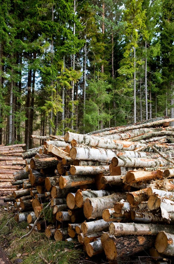 Forestry stock image. Image of background, pattern, pine - 7813409