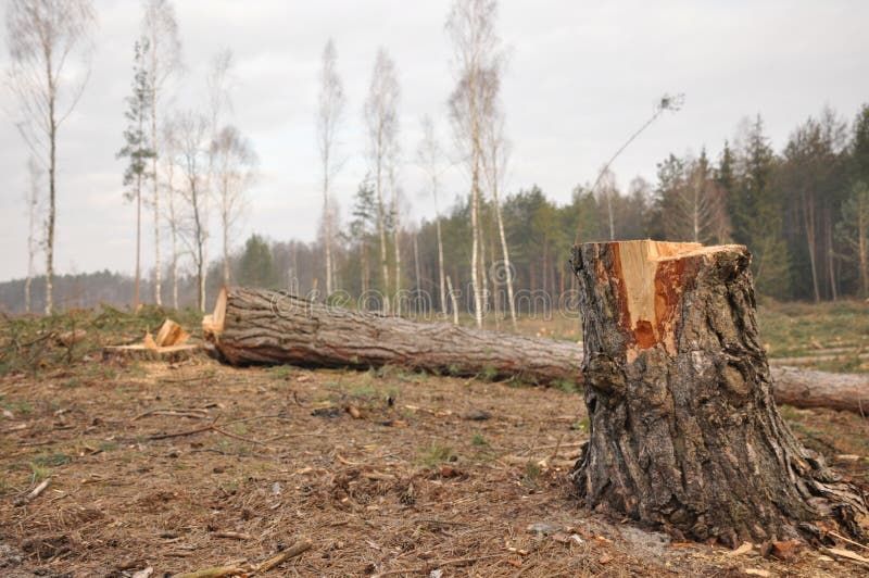 Forestry clearance stock image. Image of ecology, clearance - 29794793