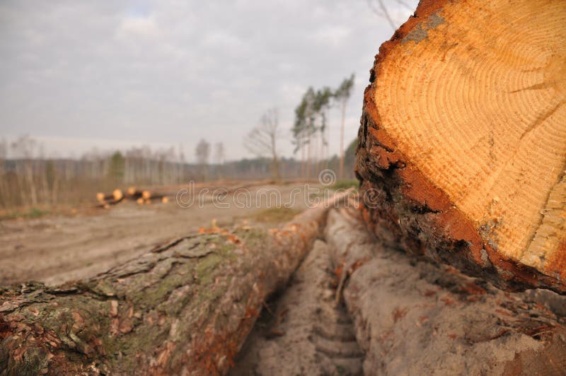 Forestry clearance stock image. Image of ecology, clearance - 29794793