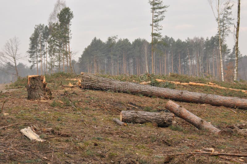 Forestry clearance stock image. Image of ecology, clearance - 29794793