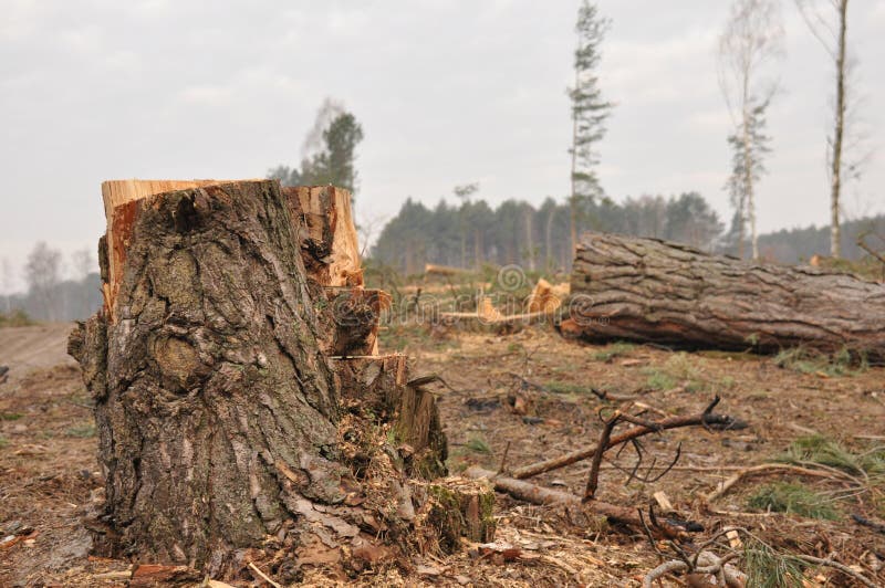 Forestry clearance stock image. Image of ecology, clearance - 29794793