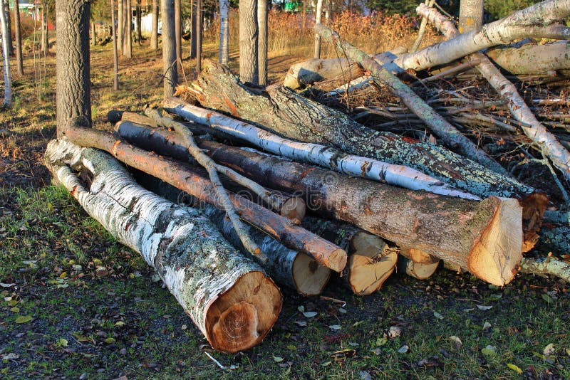 Forestry clearing stock photo. Image of pines, autumn - 67040942