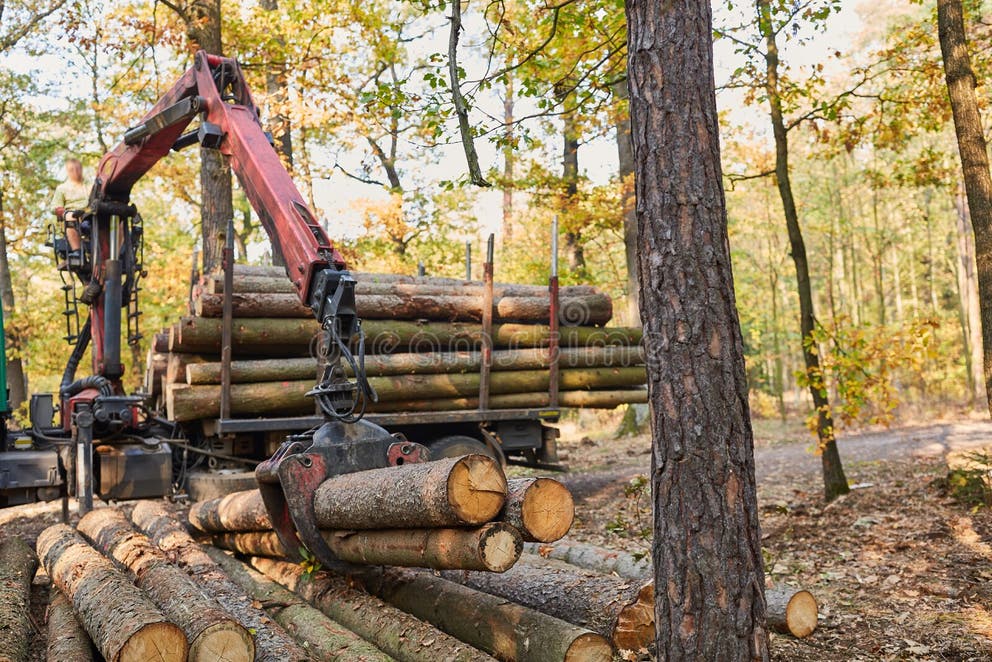 Forestry Crane Loading Logs Stock Photo - Image of forwarder, load ...