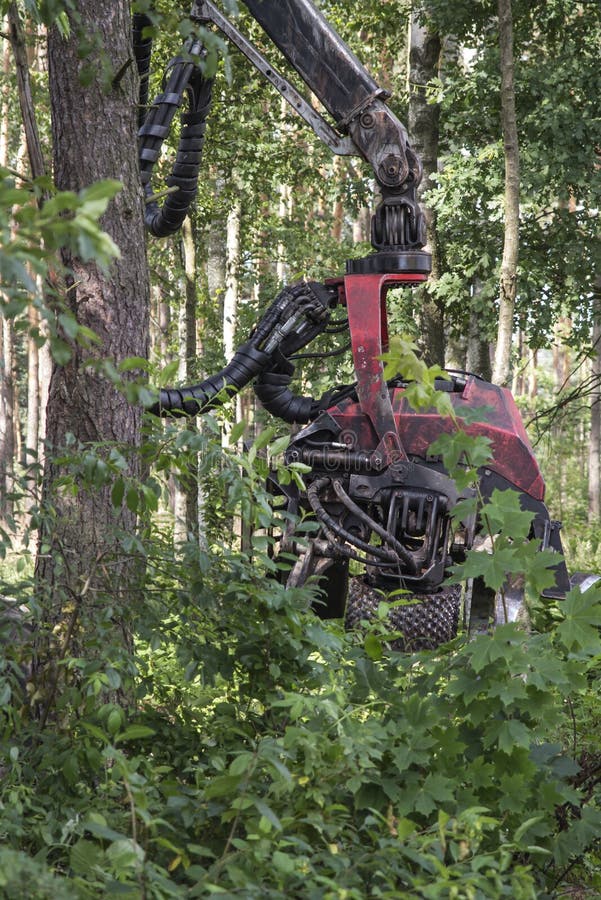 Forestry Harvester during a Job among Trees Stock Image - Image of ...