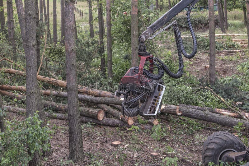 Forestry Harvester during a Job among Trees Stock Image - Image of ...