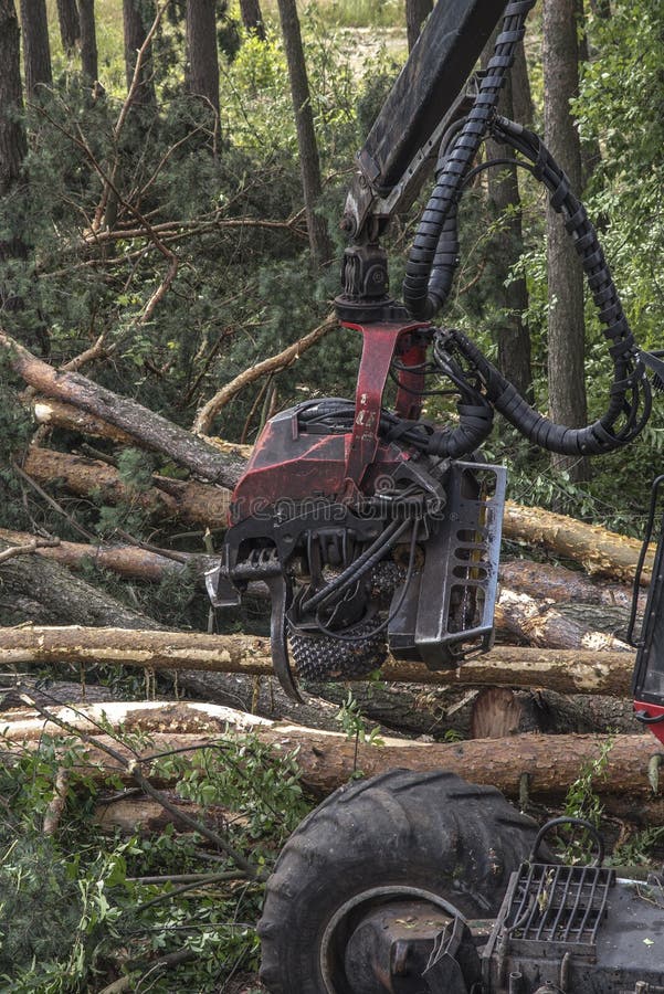 Forestry Harvester during a Job among Trees Stock Photo - Image of ...