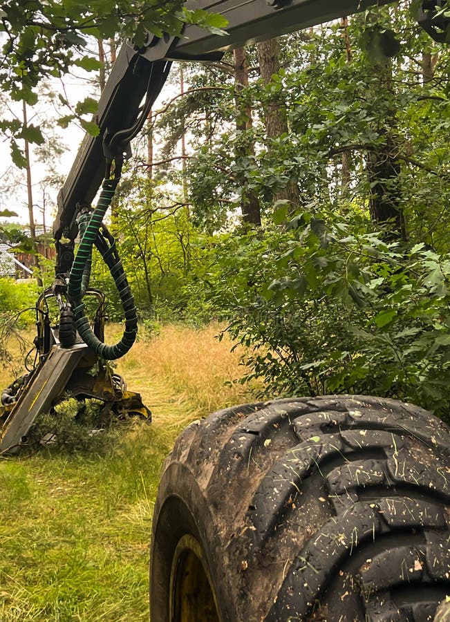 Forestry Harvester during a Stoppage among Trees in the Fores Stock ...