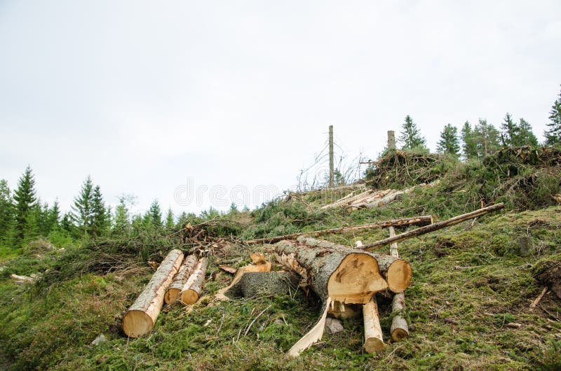 Forestry - Harvesting Renewable Resources Stock Image - Image of green ...